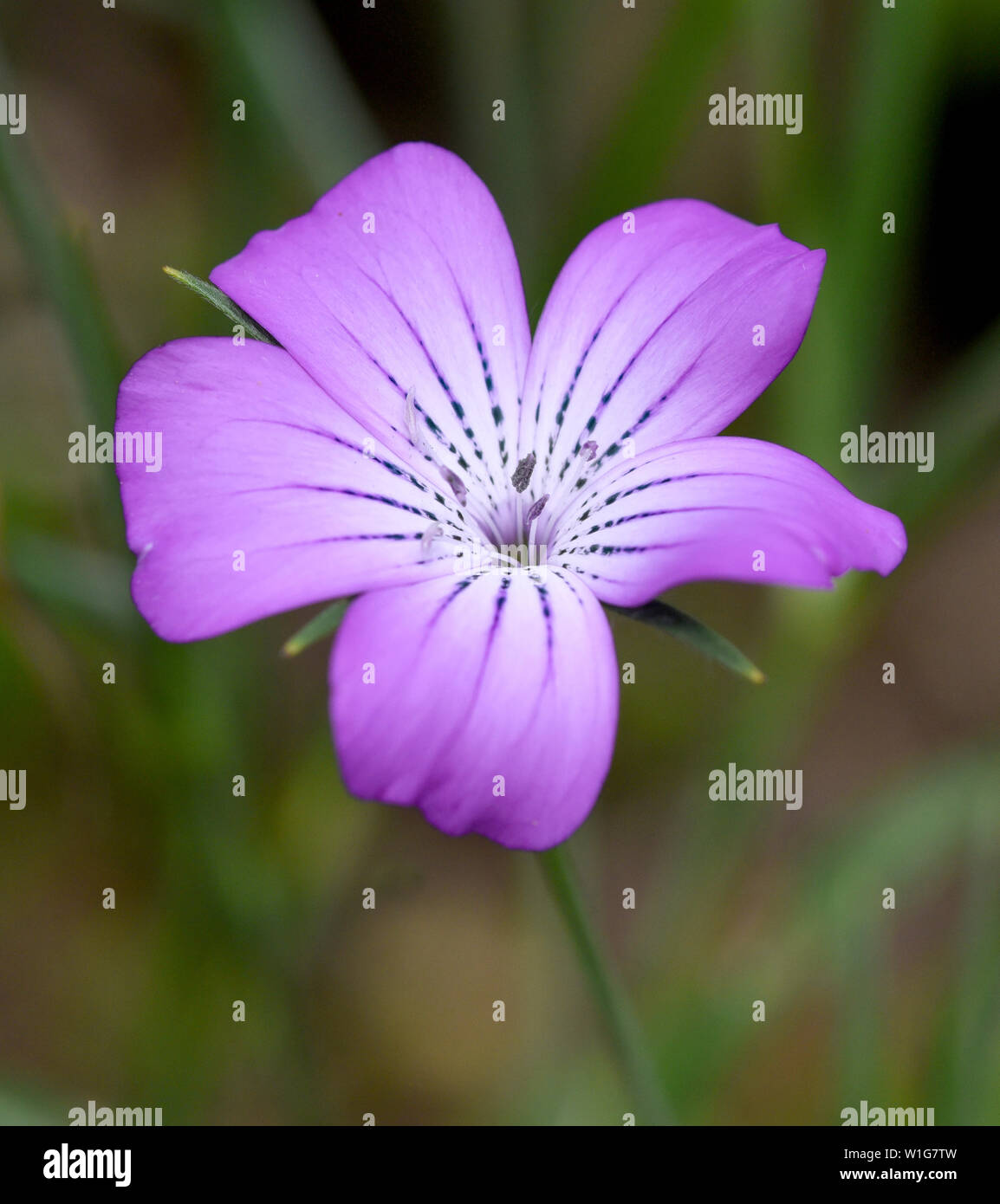 Kornrade, Agrostemma, githago Stock Photo - Alamy