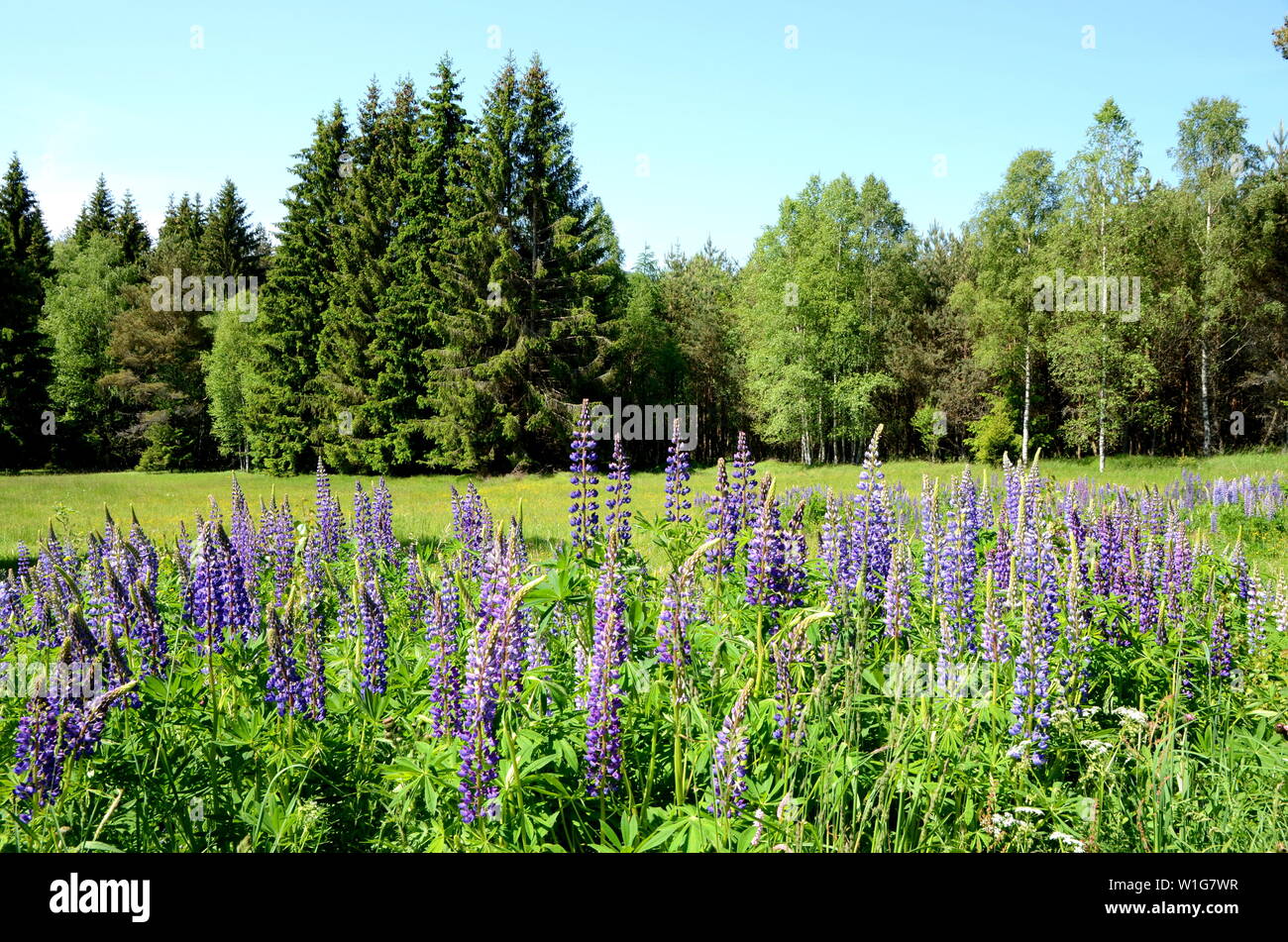 Sumava bohemia hi-res stock photography and images - Alamy