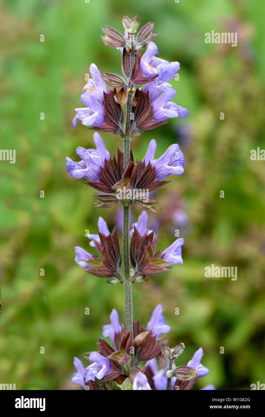 Salbei, Salvia officinalis Stock Photo - Alamy