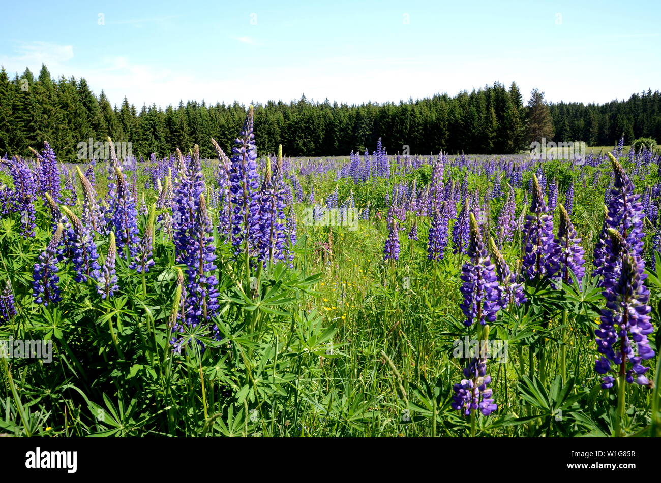 Sumava forest hi-res stock photography and images - Alamy