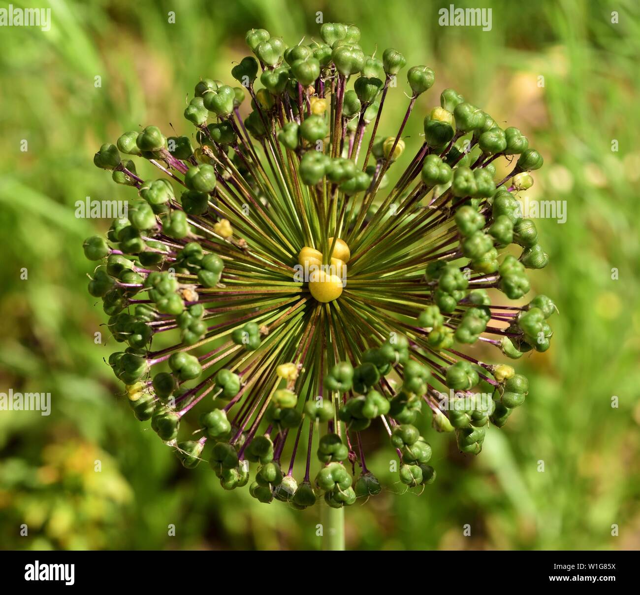Bulbils hi-res stock photography and images - Alamy