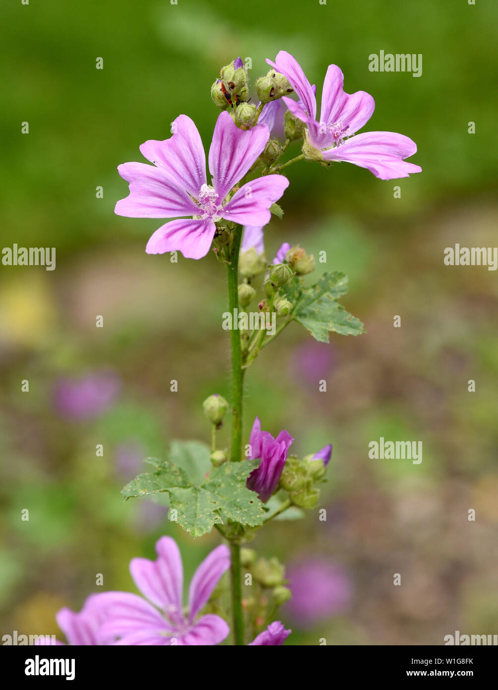 Wilde, Malve, Malva, sylvestris Stock Photo - Alamy