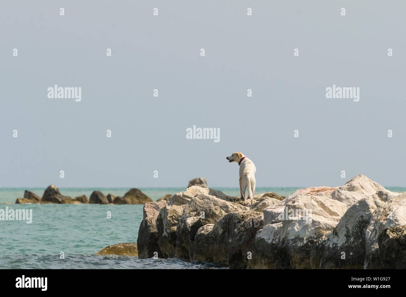 Hunting dog rocks hi-res stock photography and images - Alamy