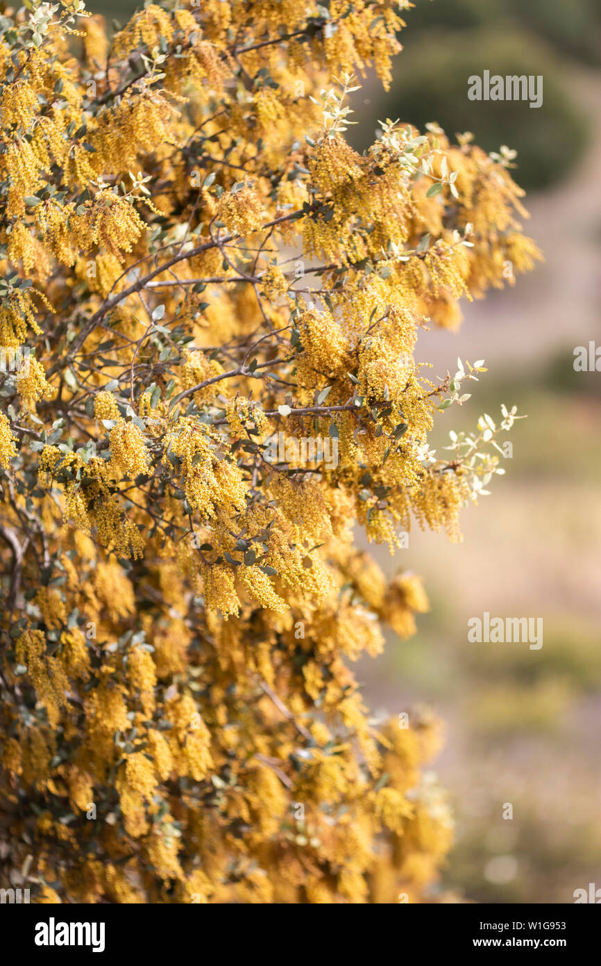 Close up view of a blooming Quercus ilex, Holm oak tree in Spring Stock ...
