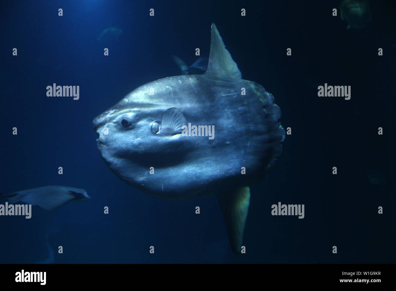 Rare Sunfish High Resolution Stock Photography and Images - Alamy