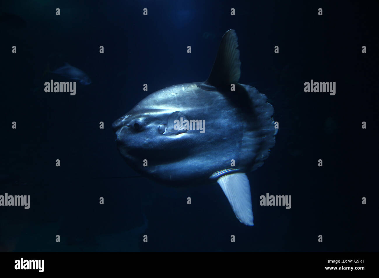 Mola luna hi-res stock photography and images - Alamy