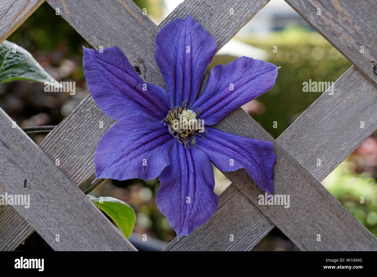 Wooden Lattice Fence High Resolution Stock Photography and Images - Alamy