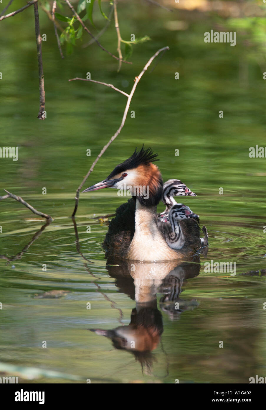 Great-crested Grebe, Podiceps cristatus, single adult carrying young on ...