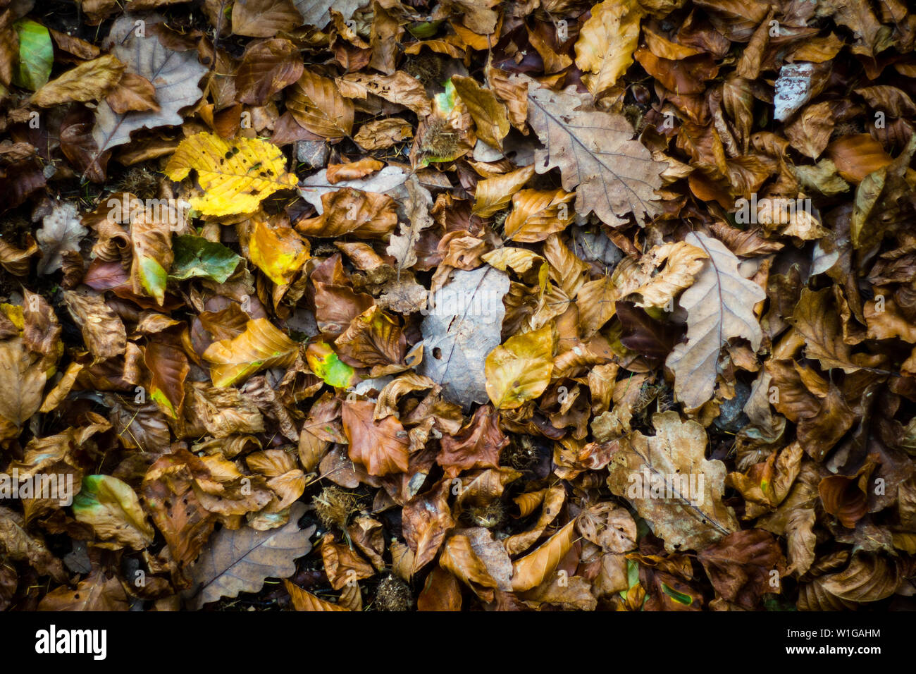 desktop texture environment flora leaf Stock Photo - Alamy