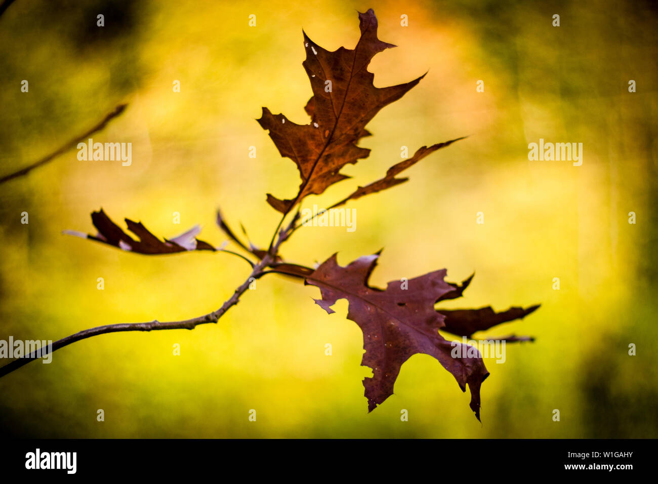 fall light tree nature leaf Stock Photo - Alamy
