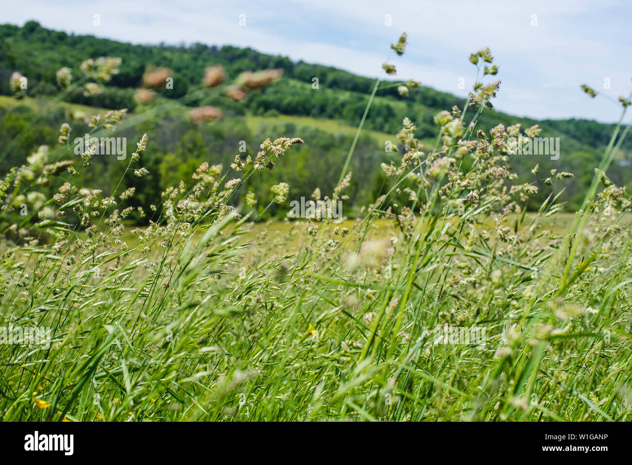 A hayfield in Pennsylvania on a warm, sunny, summer day Stock Photo - Alamy