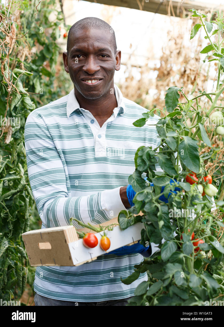 Happy experienced male farmer gathering in crops of ripe tomatoes in ...
