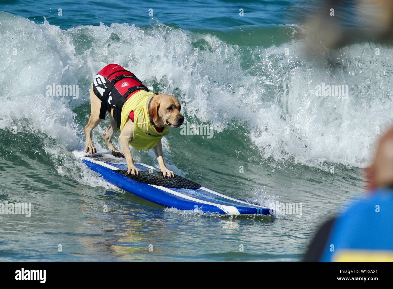 Lab labrador hi-res stock photography and images - Alamy