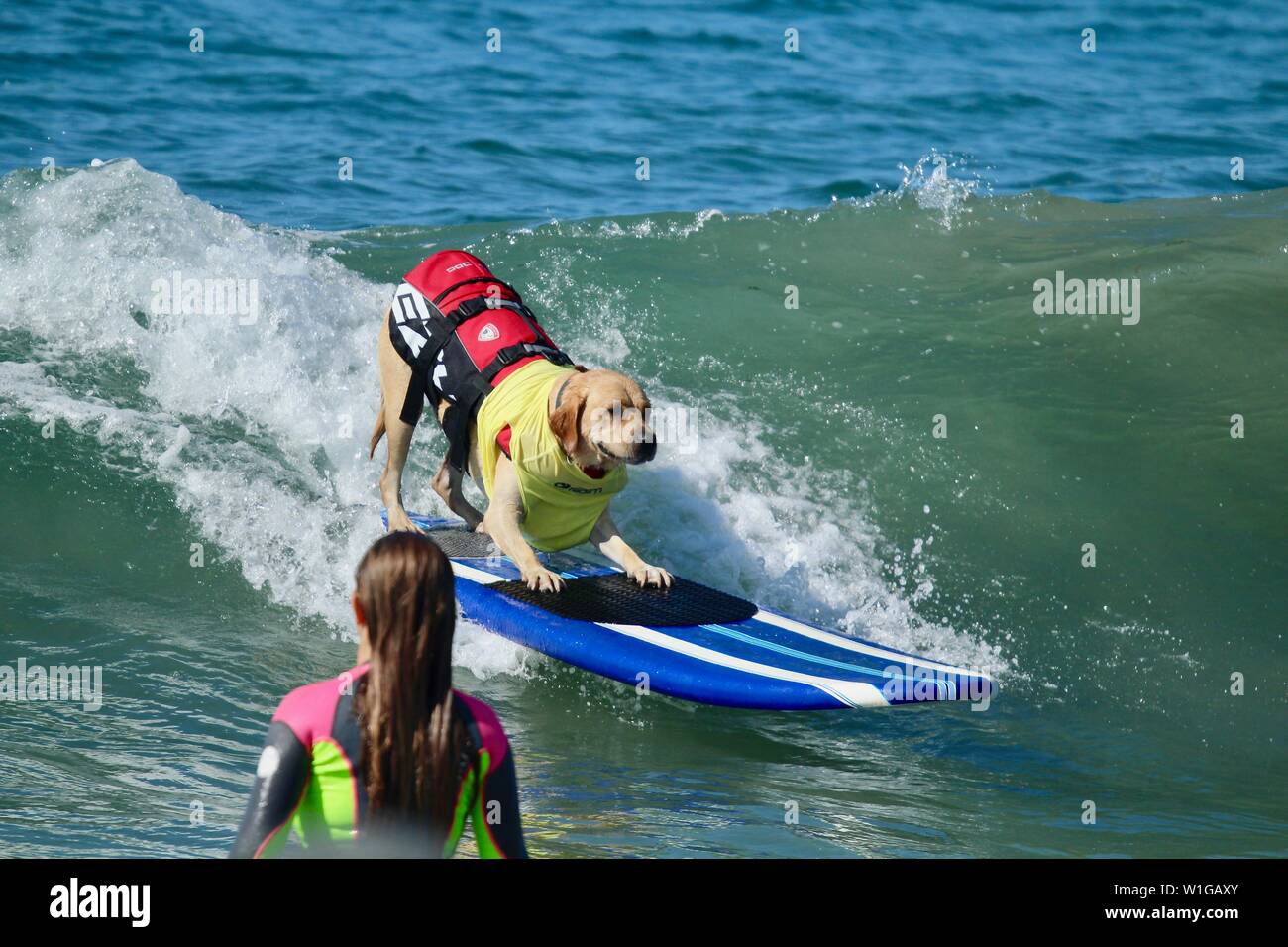 Retriever yellow labrador hi-res stock photography and images - Alamy