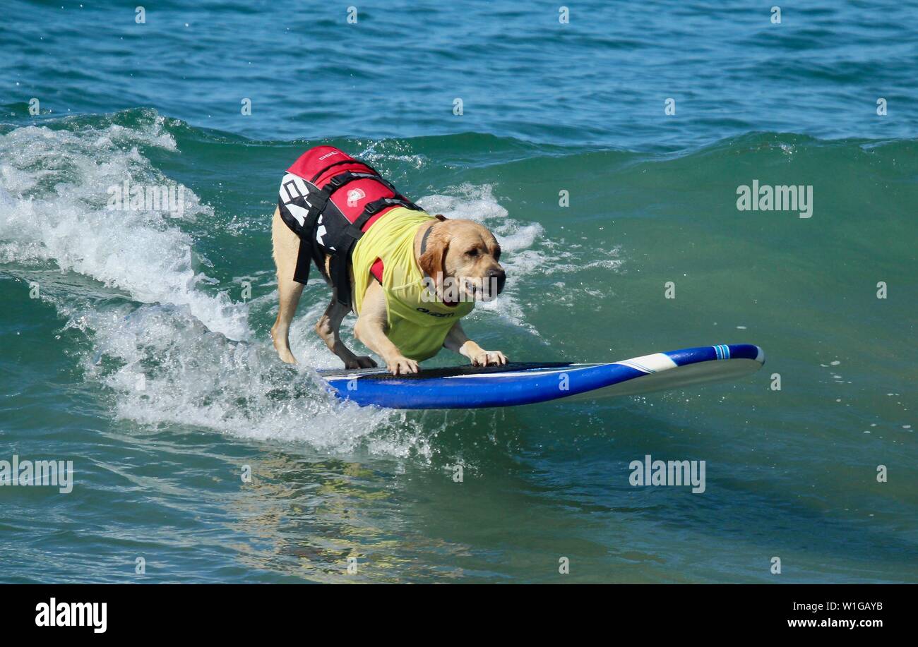 Surfing dog life jacket hi-res stock photography and images - Alamy