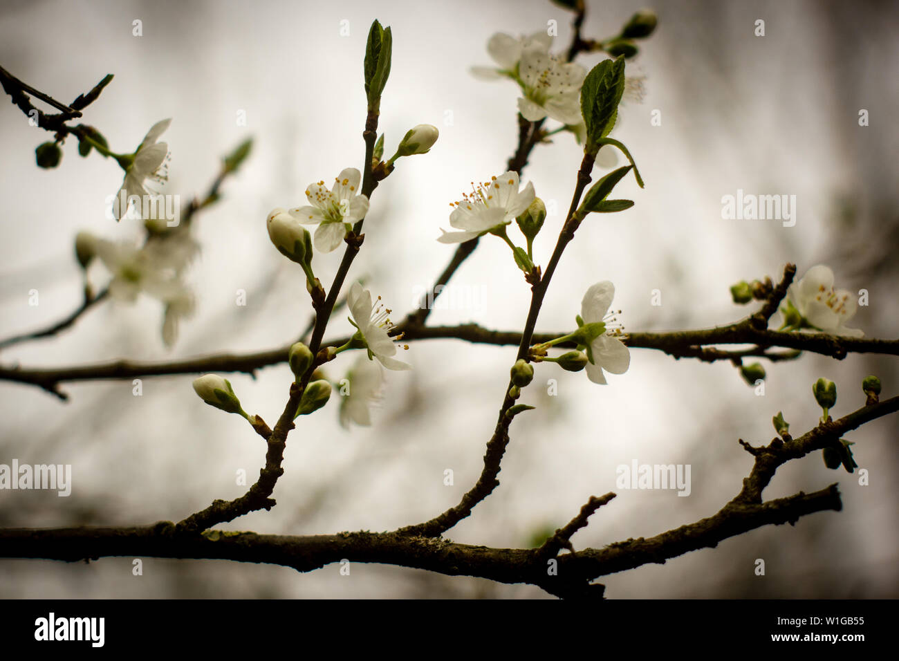 flora tree outdoors branch nature Stock Photo - Alamy