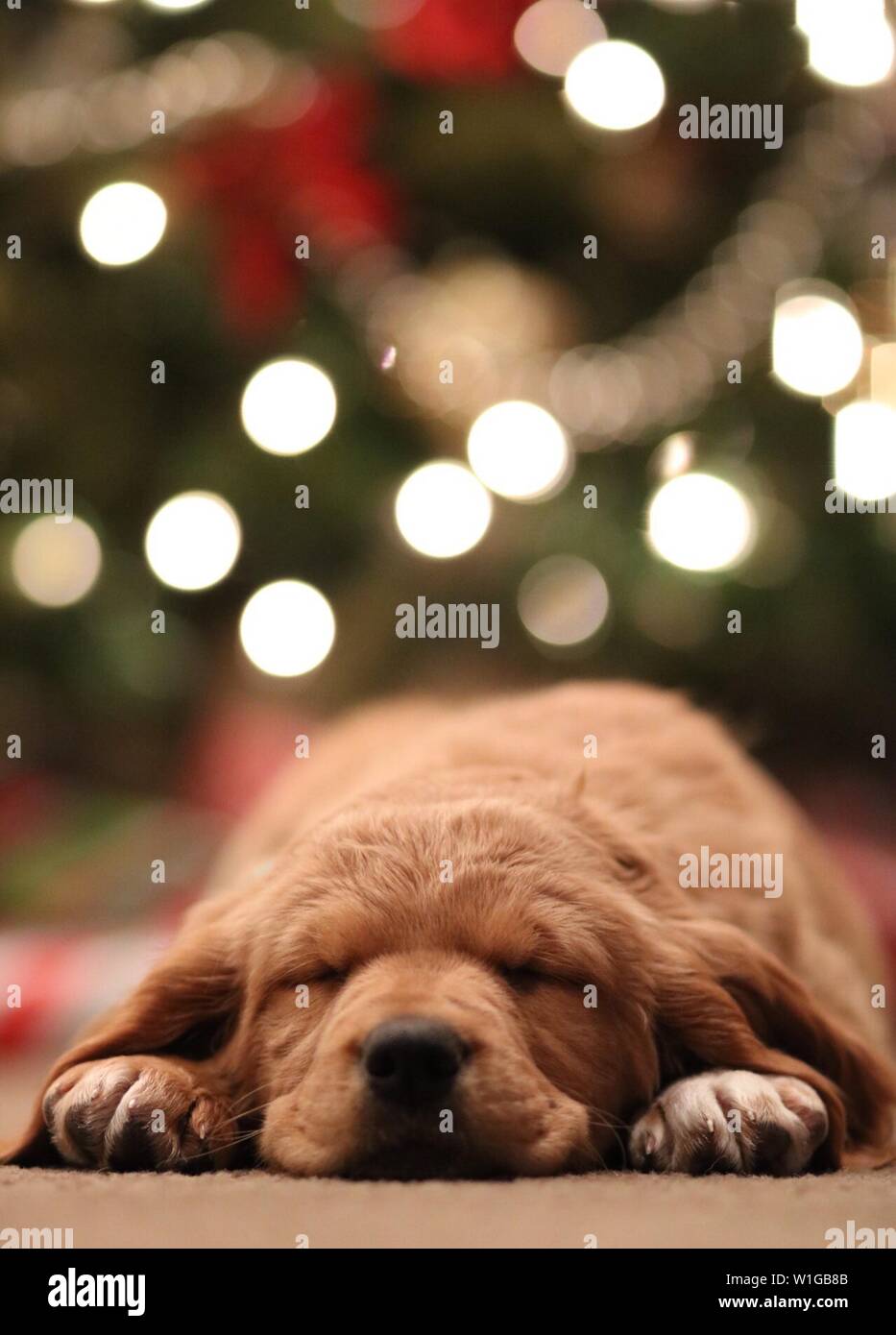 Orange and white english cocker spaniel hi-res stock photography and ...