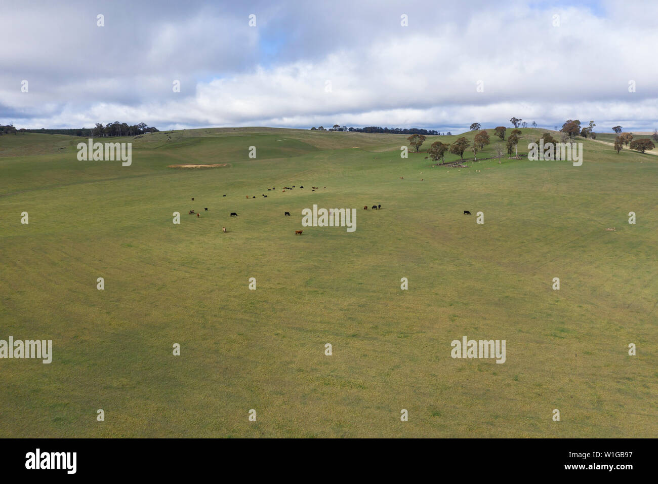 Australian Cows Outback High Resolution Stock Photography and Images ...