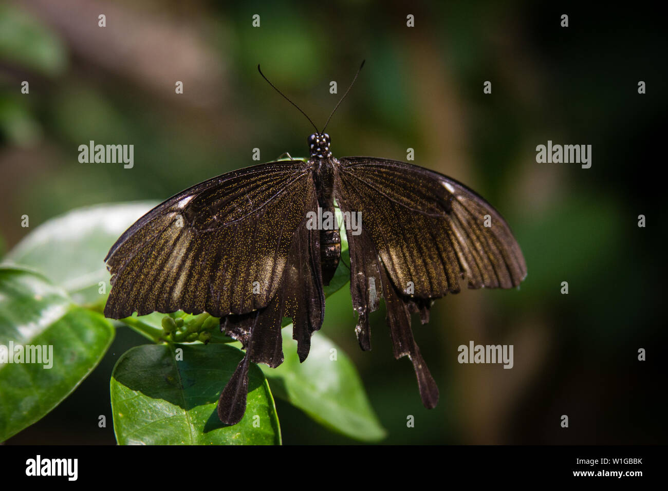 invertebrate nature outdoors insect leaf Stock Photo - Alamy
