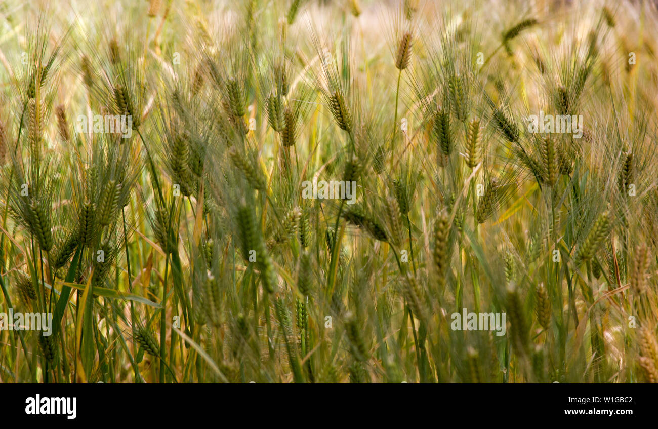 Barleycereal hi-res stock photography and images - Alamy