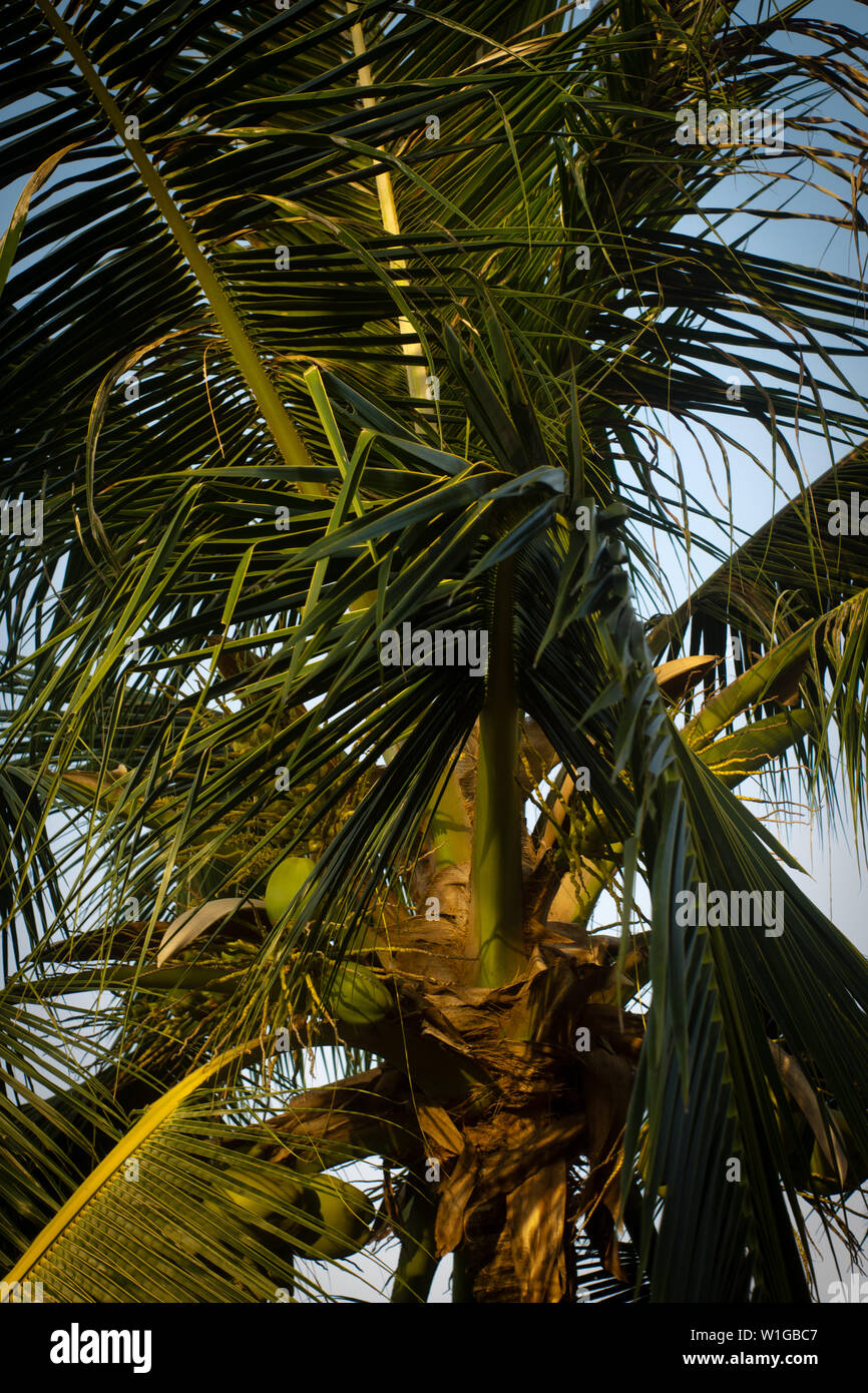 palm tree frond exotic tropical Stock Photo - Alamy