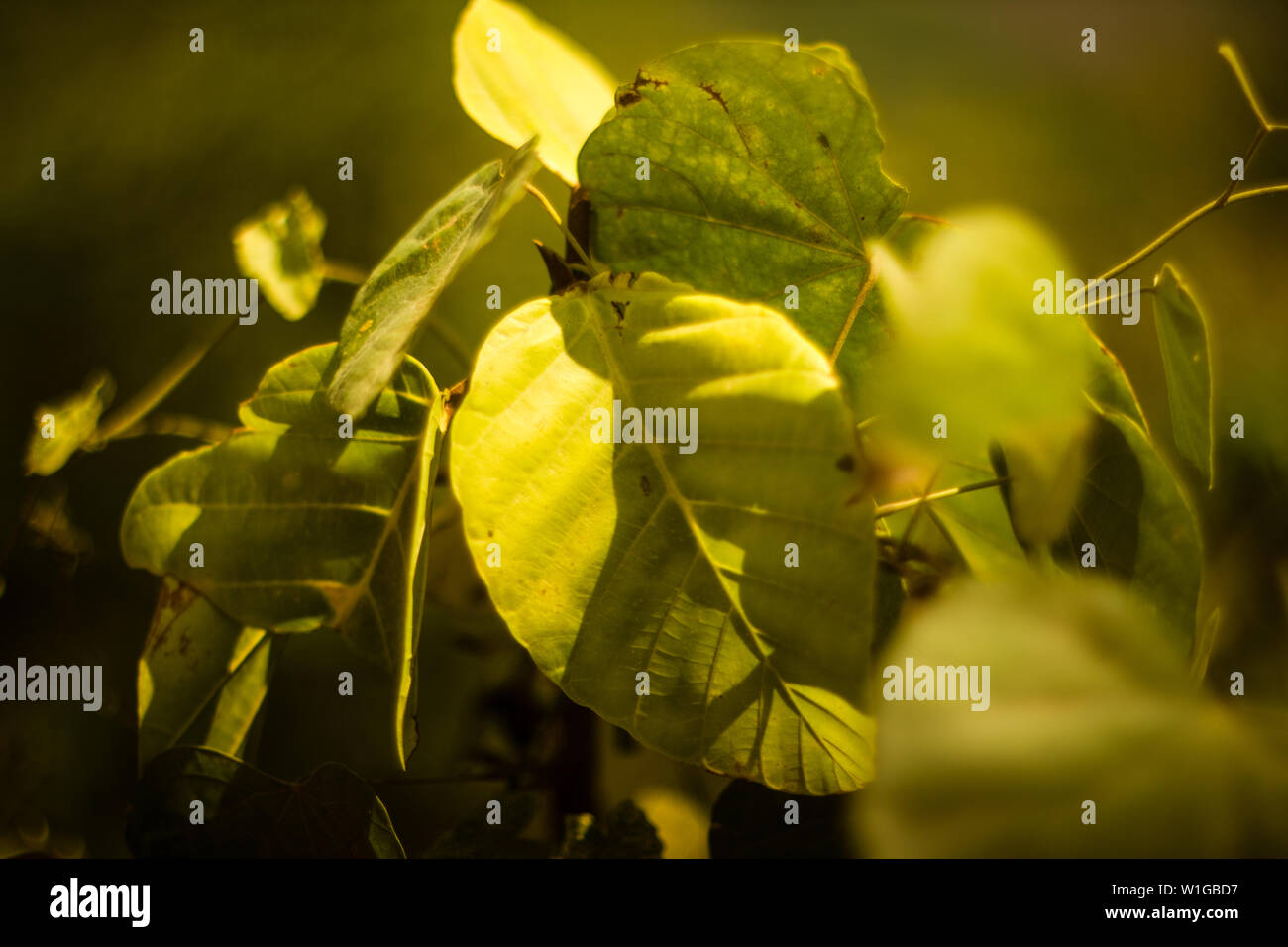 nature outdoors fall light leaf Stock Photo - Alamy