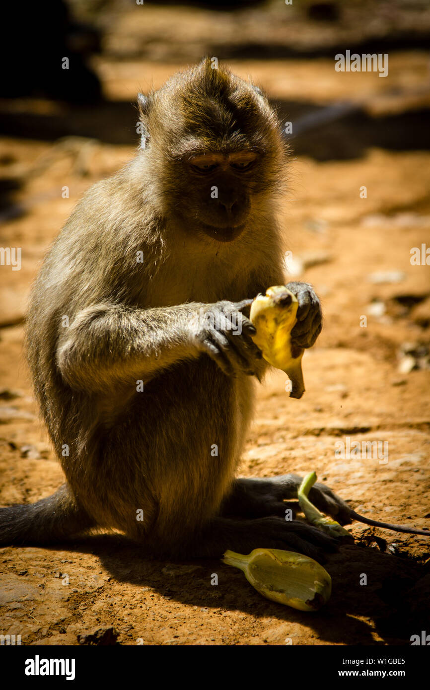 Monkey sit hi-res stock photography and images - Alamy
