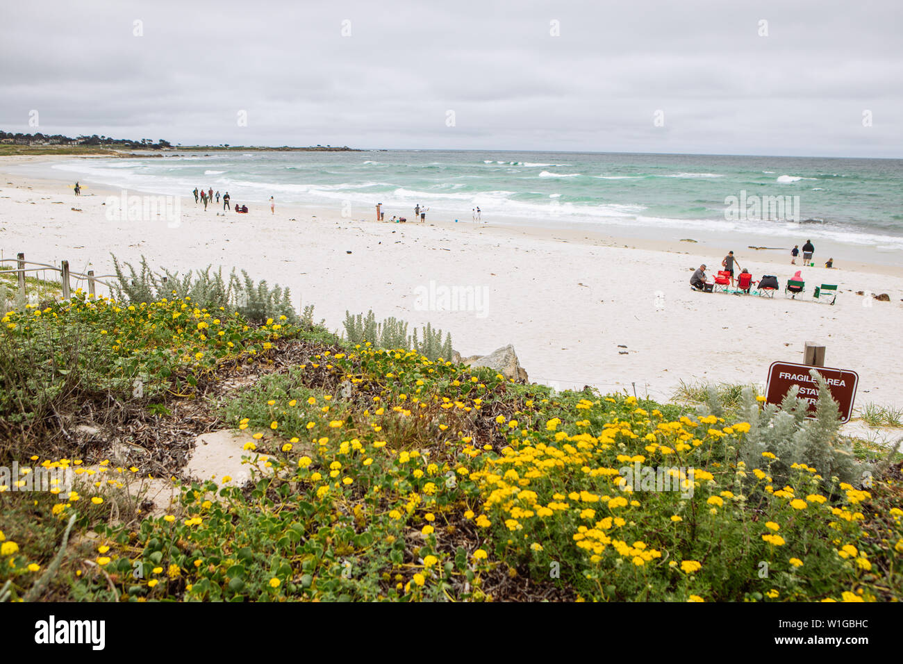 Asilomar State beach in Carmel by the Sea, Monterrey, California, USA ...