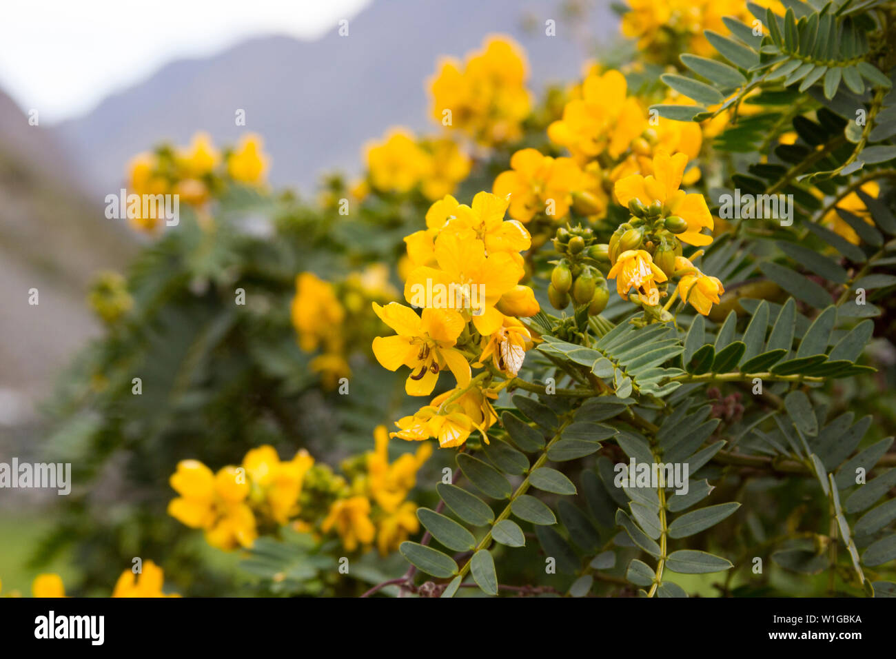 flower floral tree leaf garden Stock Photo - Alamy
