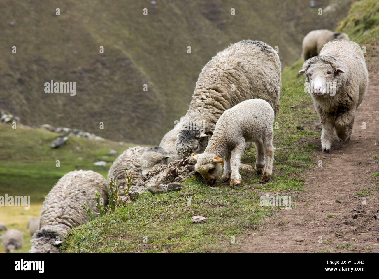 Sheep outdoors hi-res stock photography and images - Alamy