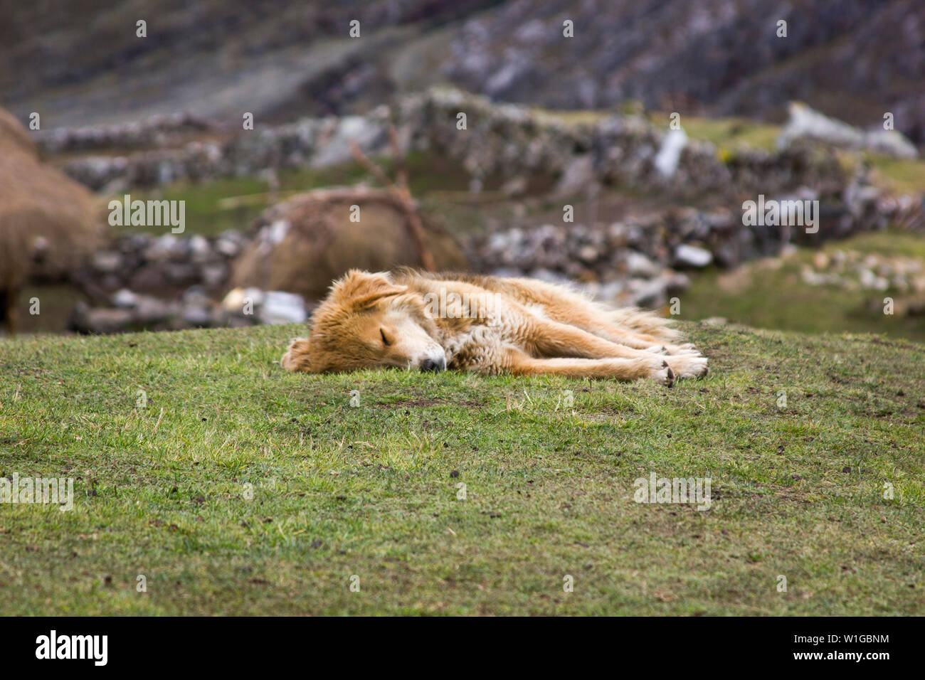 wildlife grass nature animal wild Stock Photo - Alamy