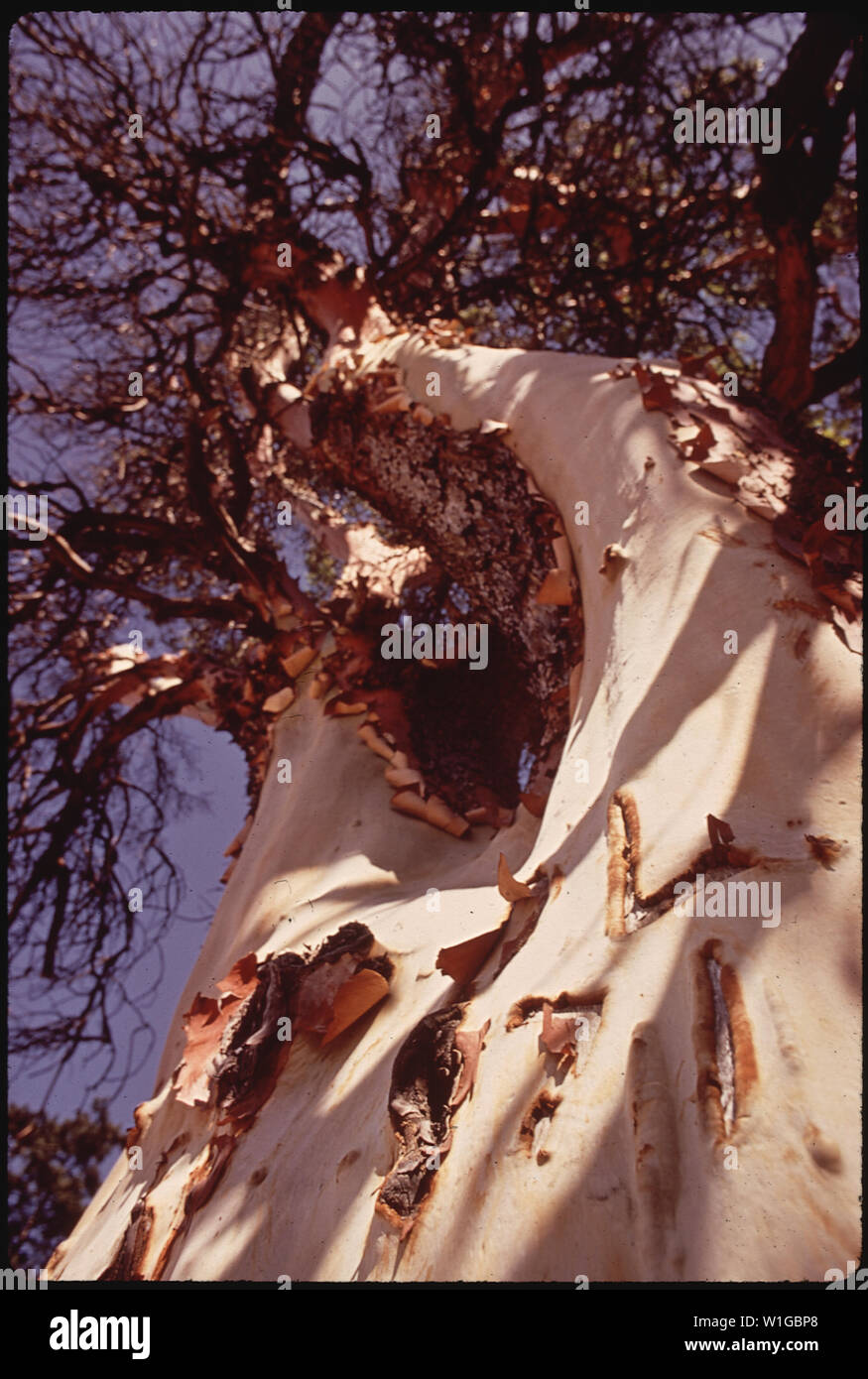 MADRONE TREE WITH PEELING BARK. NEAR SAN JUAN ISLAND CAMPGROUND Stock ...
