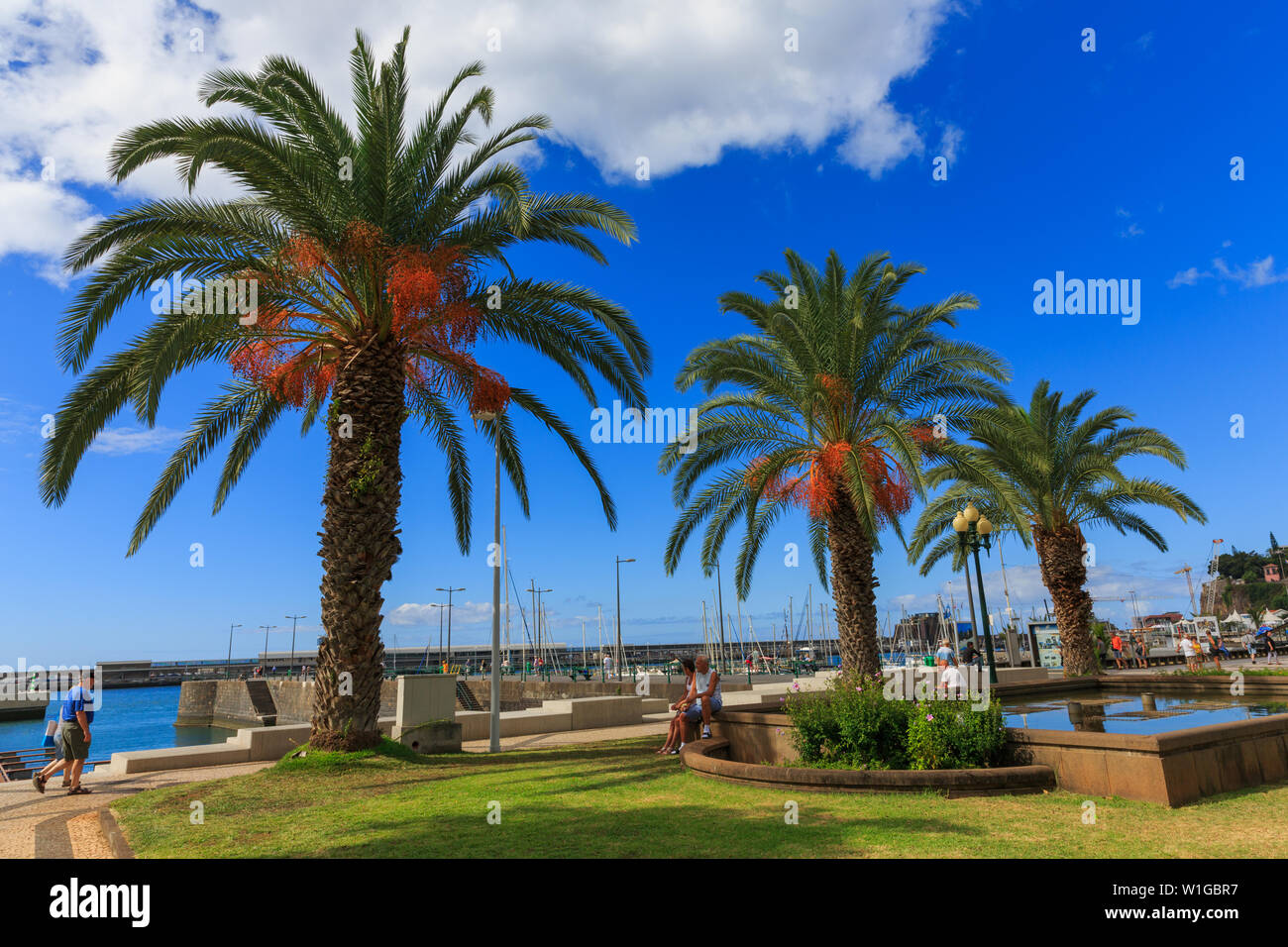 Palm trees in madeira hi-res stock photography and images - Alamy