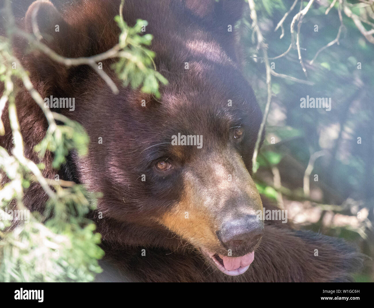 Looking a Bear in the Eyes Stock Photo - Alamy