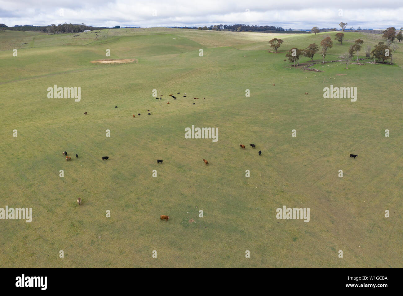 Cows in a grassy green field in the Australian outback Stock Photo - Alamy