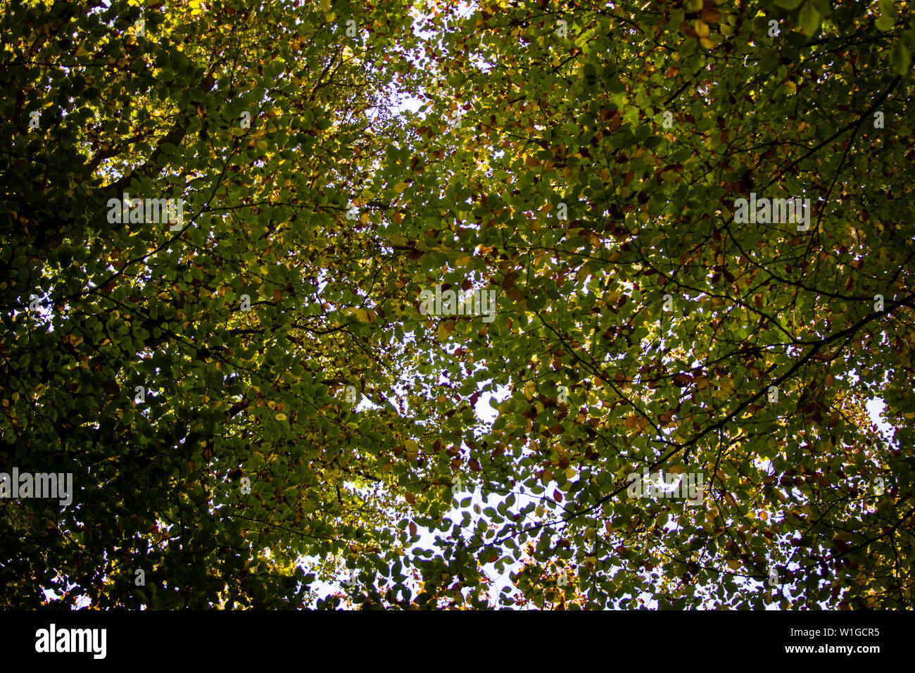 nature bright tree landscape leaf Stock Photo - Alamy