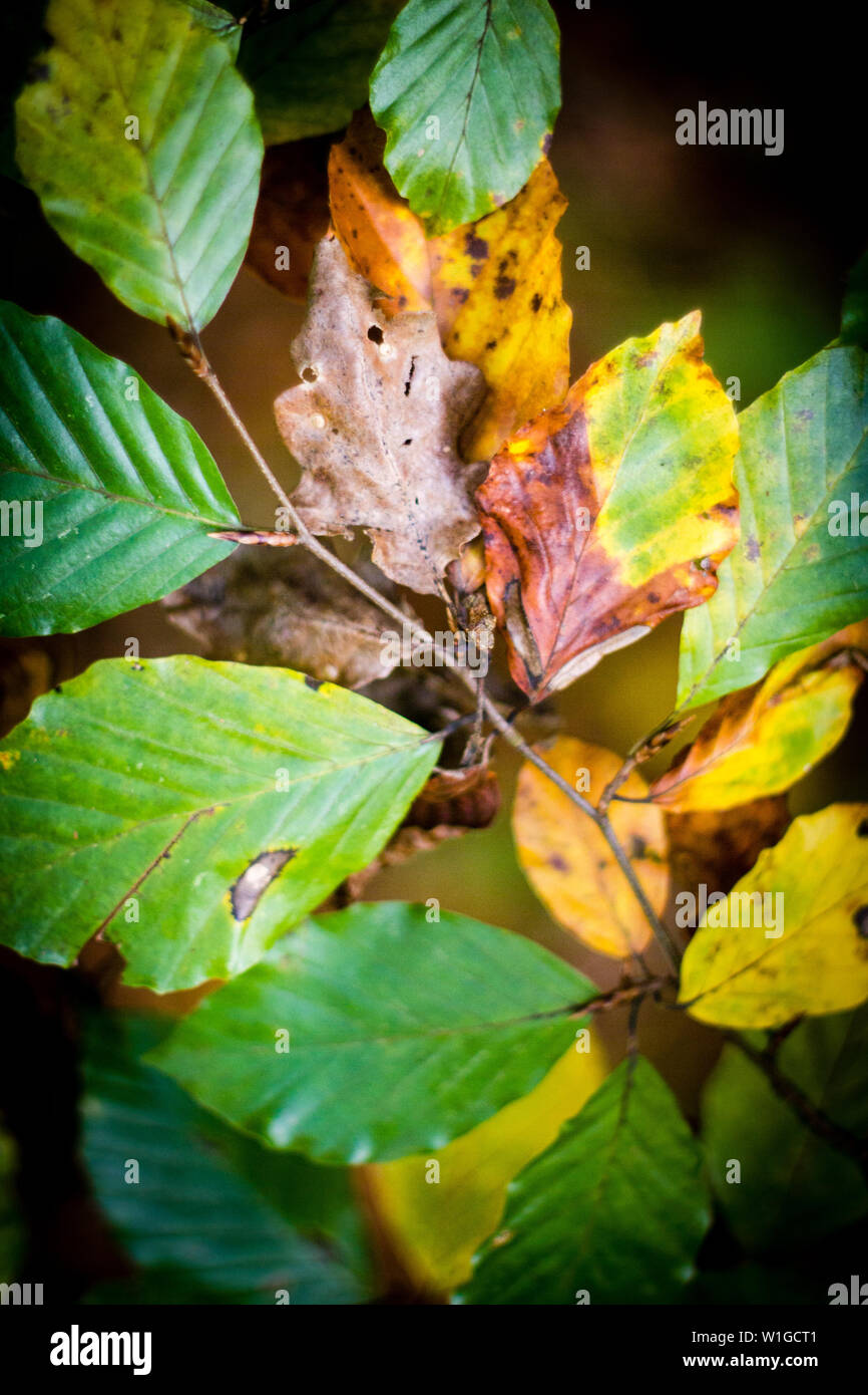 Fall flora hi-res stock photography and images - Alamy