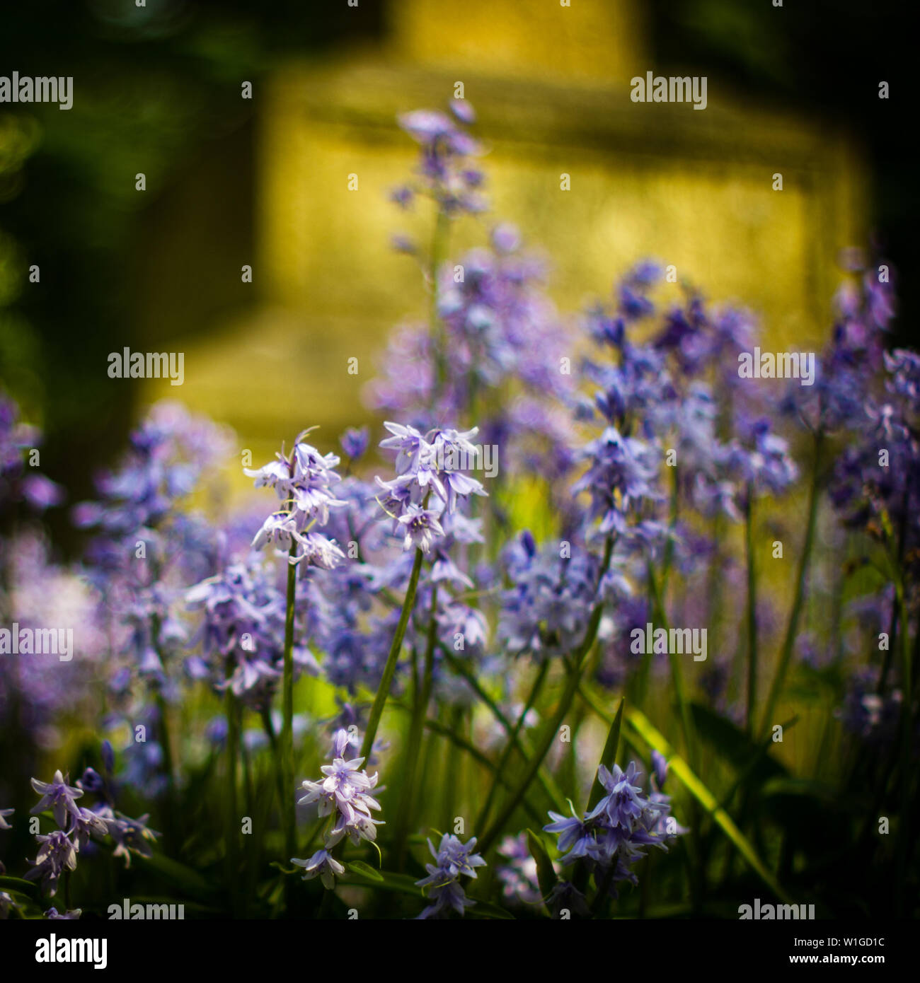 petal flora flower bulb lilac Stock Photo - Alamy