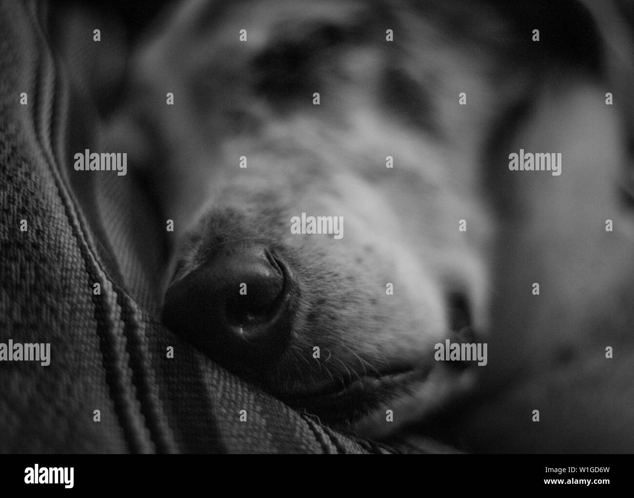 Monochrome animal hi-res stock photography and images - Alamy
