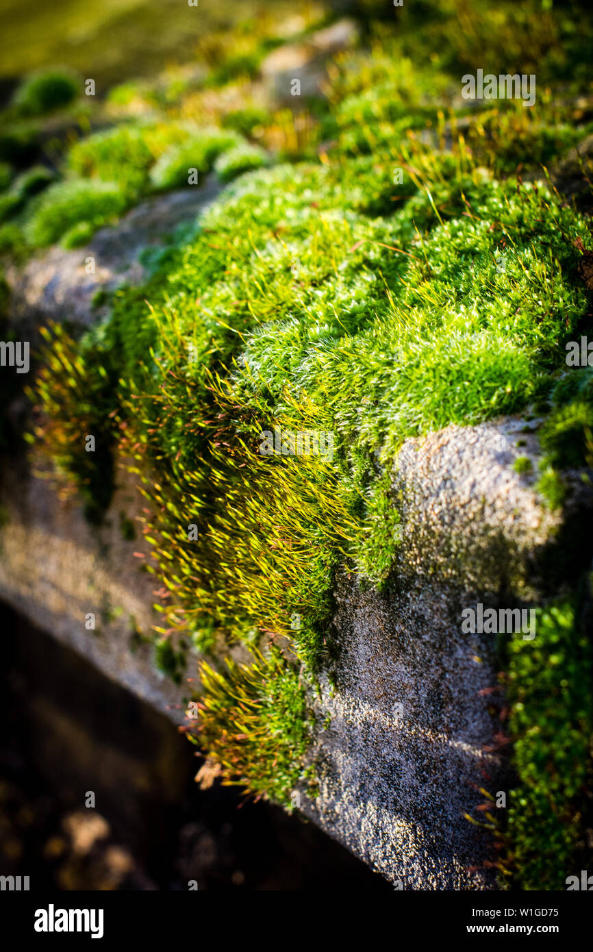 Flora and stone hi-res stock photography and images - Alamy