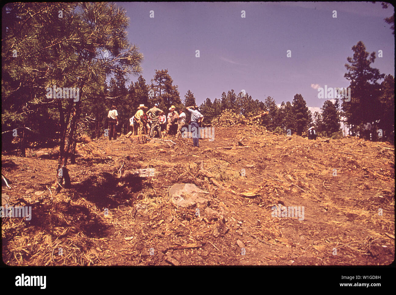 MEMBER OF THE SOUTH PINE ASSOCIATION TAKE A TOUR OF A FOREST MANAGEMENT ...