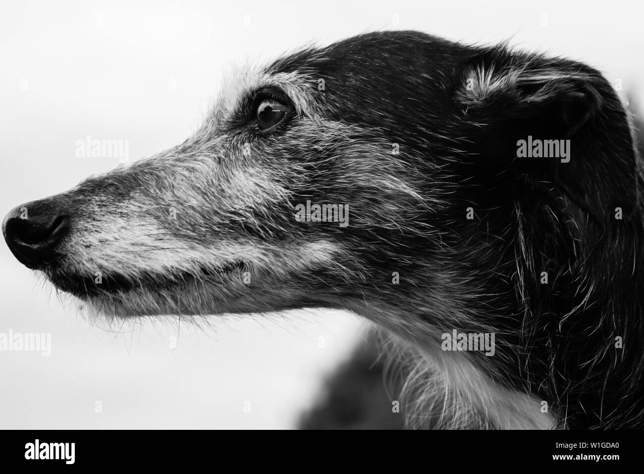 puppy portrait cute monochrome fur Stock Photo - Alamy