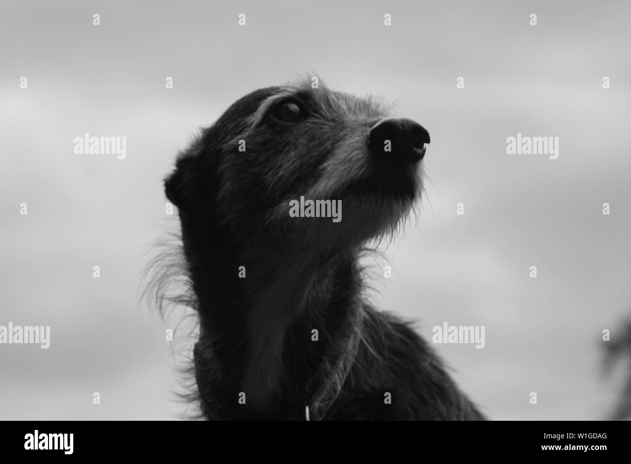 cute animal fur dog pet Stock Photo - Alamy