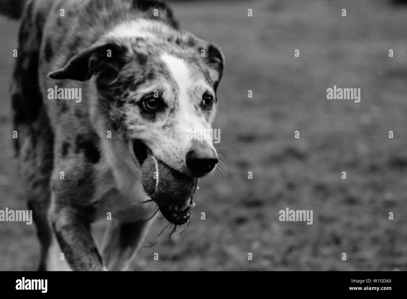 Cute animal dog hi-res stock photography and images - Alamy
