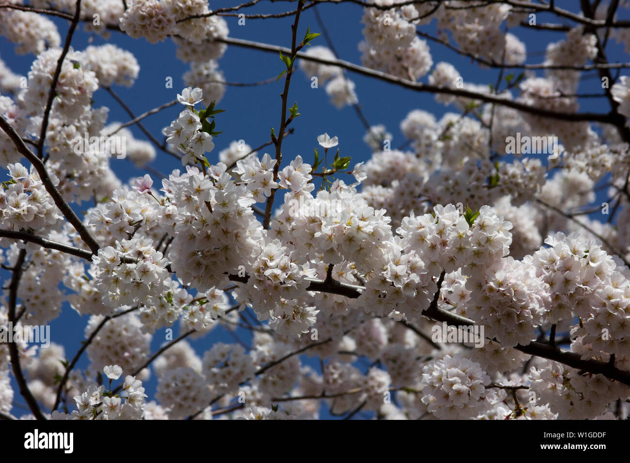 floral plum springtime color branch Stock Photo - Alamy