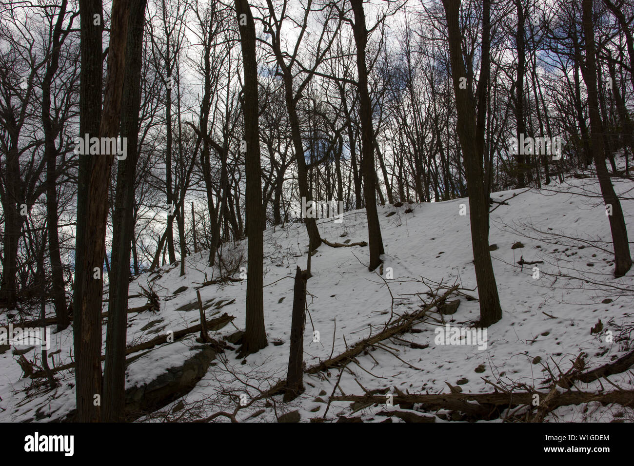 fog snow tree environment weather Stock Photo - Alamy