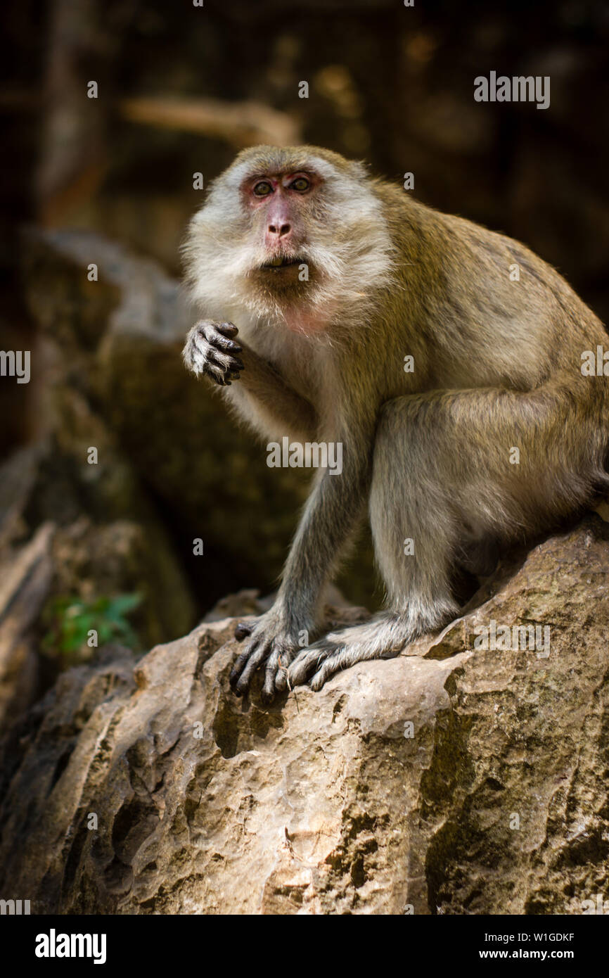 monkey sit jungle primate zoo Stock Photo - Alamy