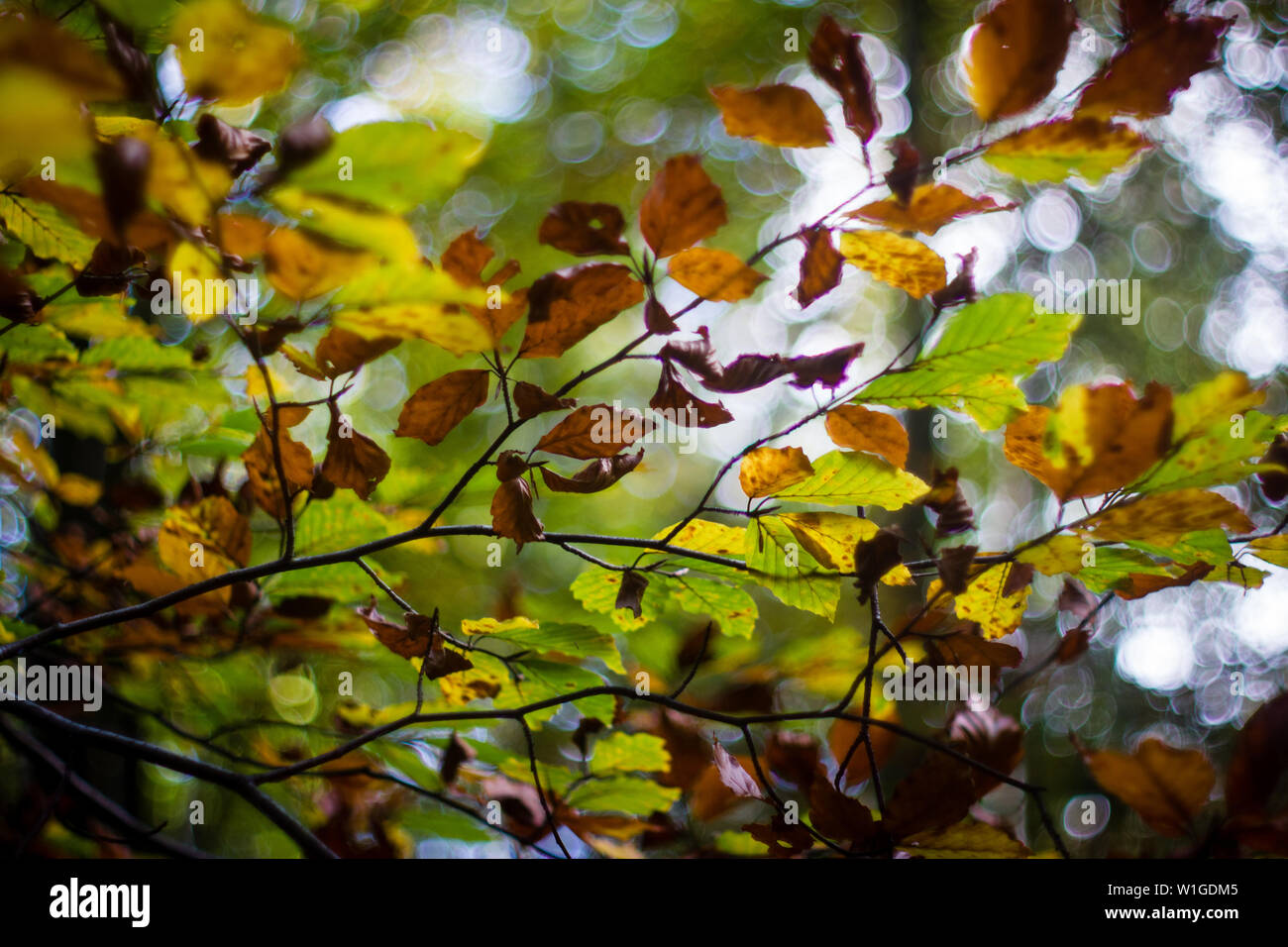 bright tree fall season branch Stock Photo - Alamy