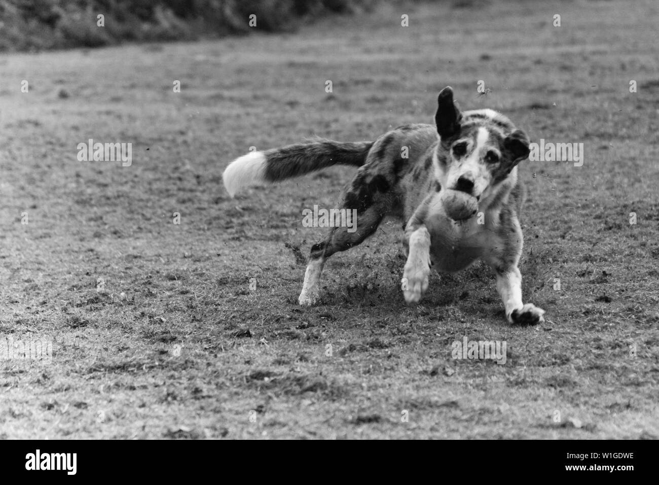 Scamper hi-res stock photography and images - Alamy