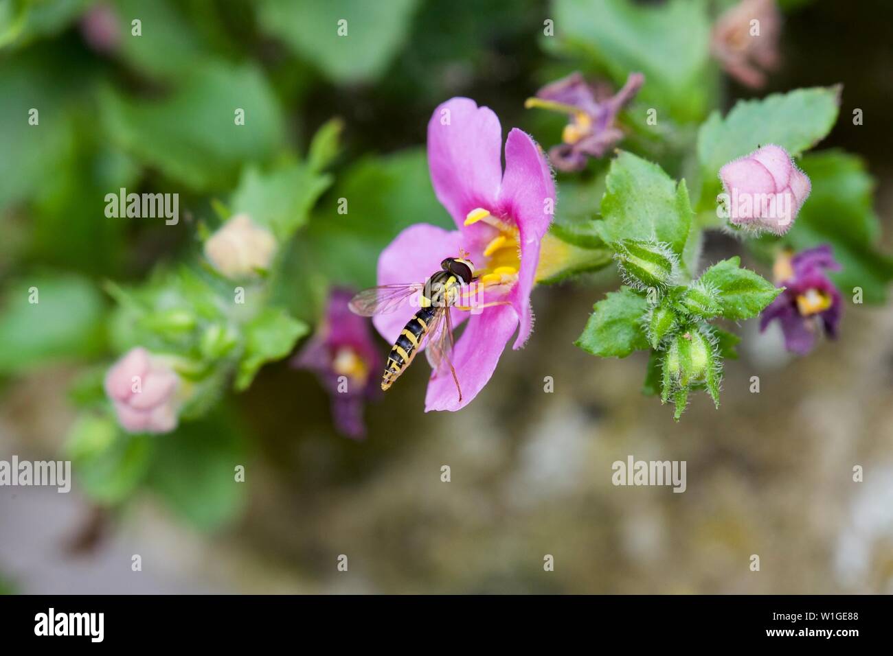 Trailing Bacopa High Resolution Stock Photography and Images - Alamy
